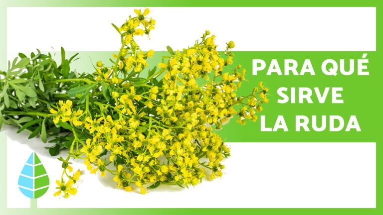 ¿Qué es el Agua de Ruda? Beneficios, Usos y Propiedades Esenciales ...