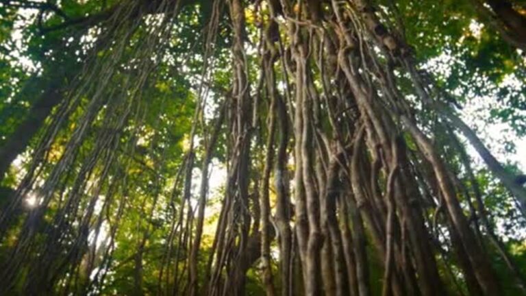 ¿Para Qué Sirve el Bejuco de Agua? Descubre sus Beneficios y Usos ...